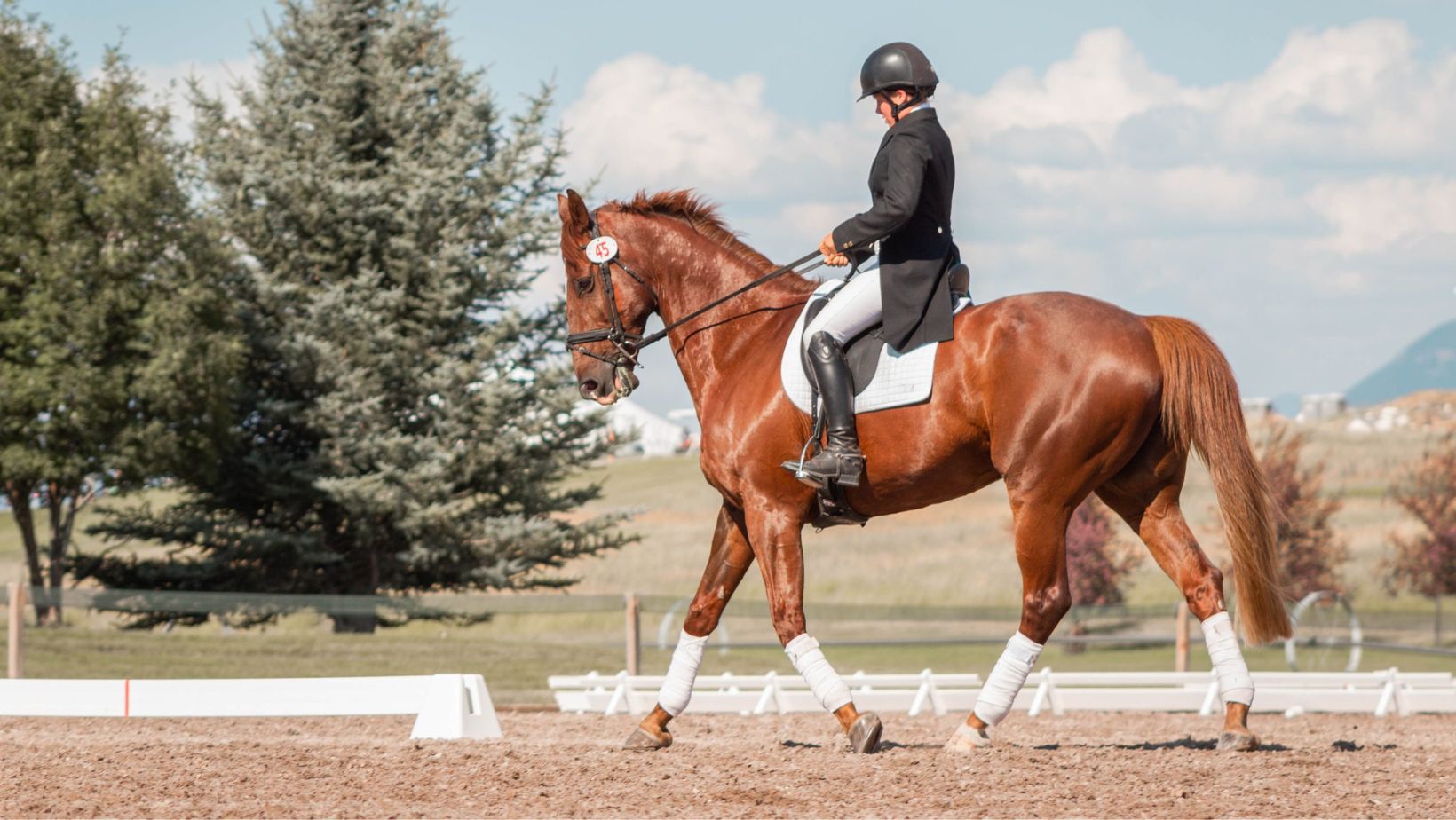 Everything You Need to Know About Equestrian Insurance - WMIB